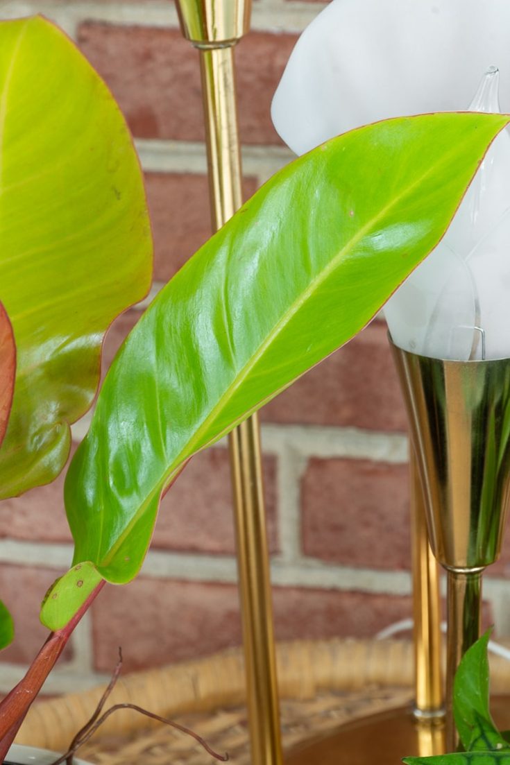 Philodendron prince of orange & how to care for this bright tropical!