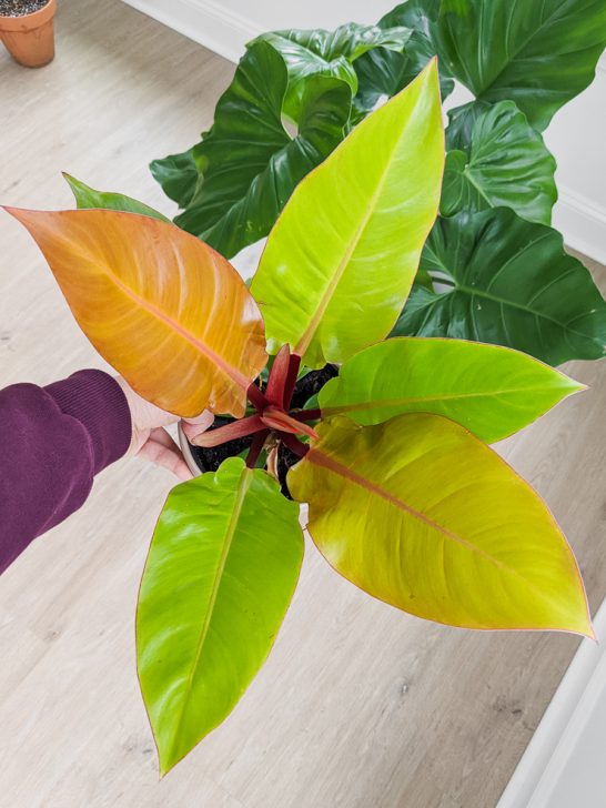 Philodendron prince of orange & how to care for this bright tropical!