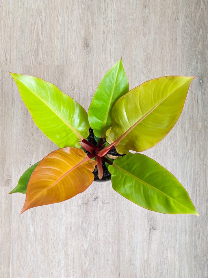 Philodendron prince of orange & how to care for this bright tropical!