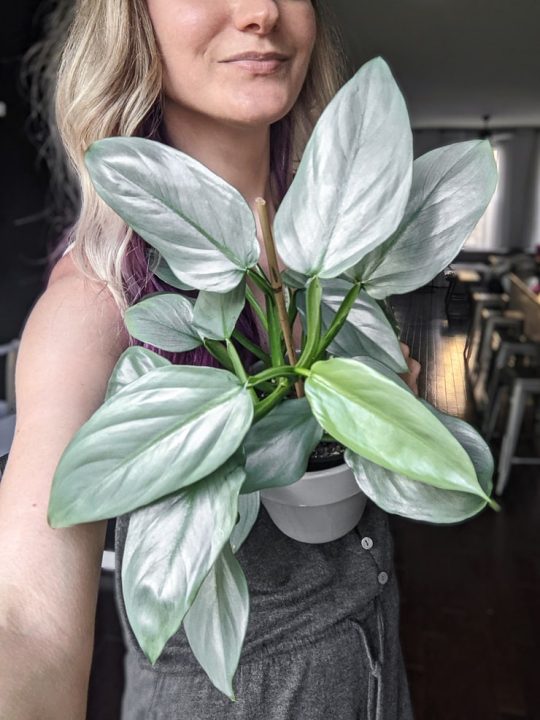 20 philodendron types to add to your houseplant collection!