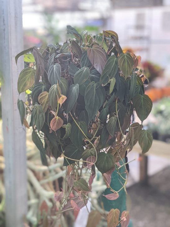 20 philodendron types to add to your houseplant collection!