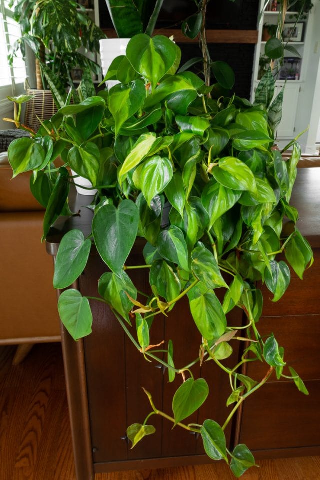 20 philodendron types to add to your houseplant collection!