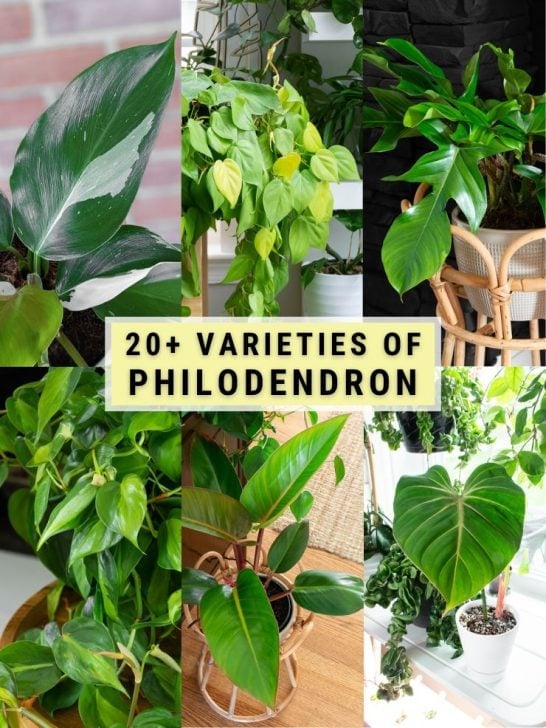 20 philodendron types to add to your houseplant collection!