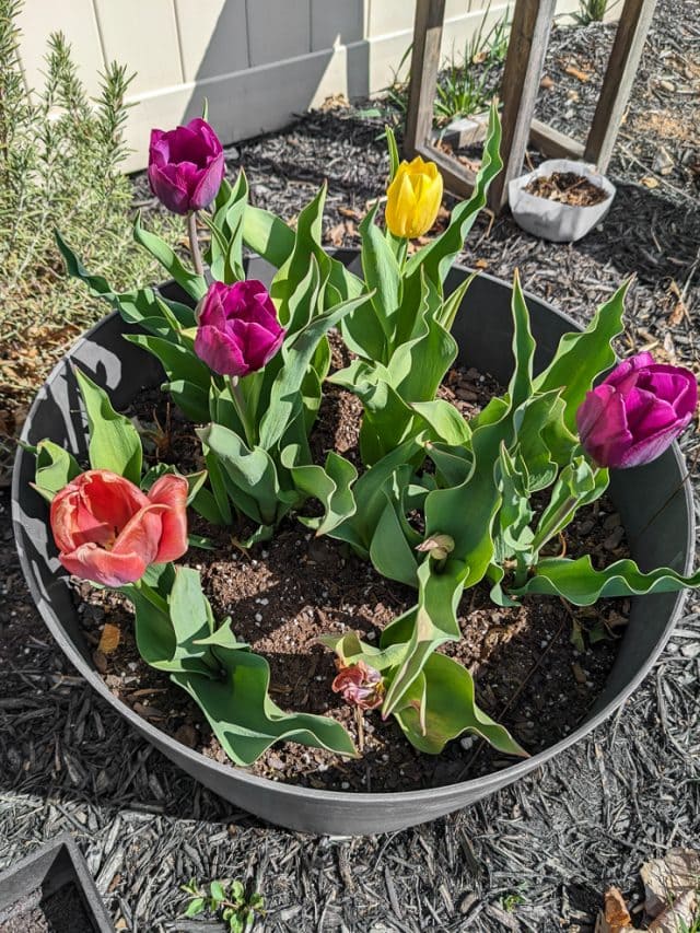 Your comprehensive guide to planting & growing tulips!