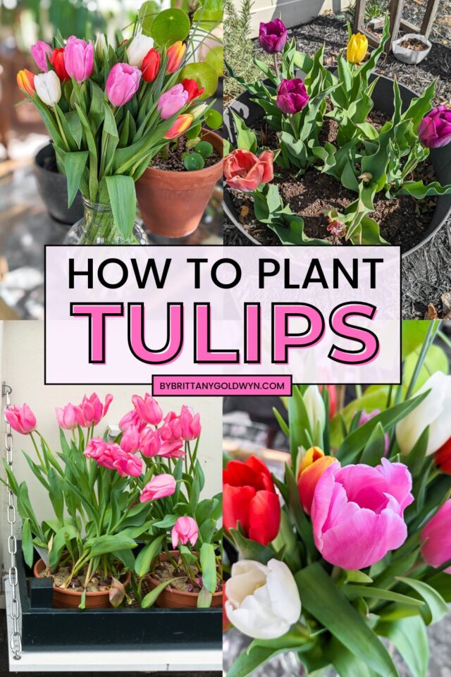 Your comprehensive guide to planting & growing tulips!