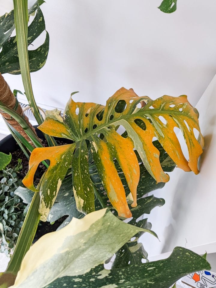 Are your monstera leaves turning yellow? Troubleshoot why here!