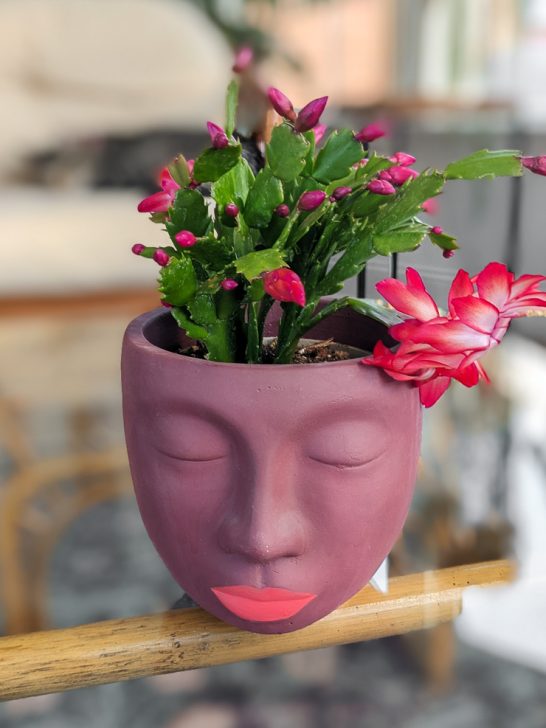 Holiday Cactus Care: Detailed Guide to Grow an Old Favorite