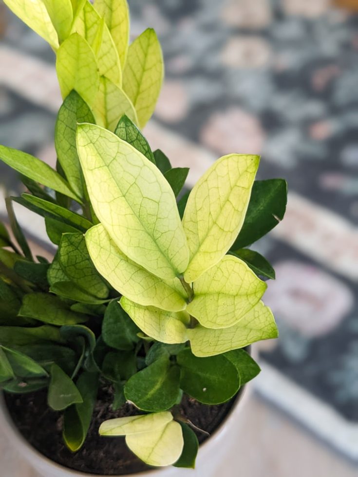 The color-changing ZZ chameleon plant & how to care for it!