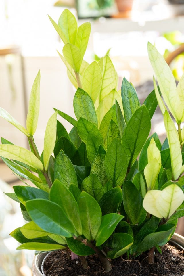 The color-changing ZZ chameleon plant & how to care for it!