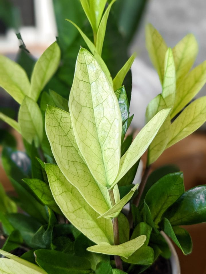 The color-changing ZZ chameleon plant & how to care for it!
