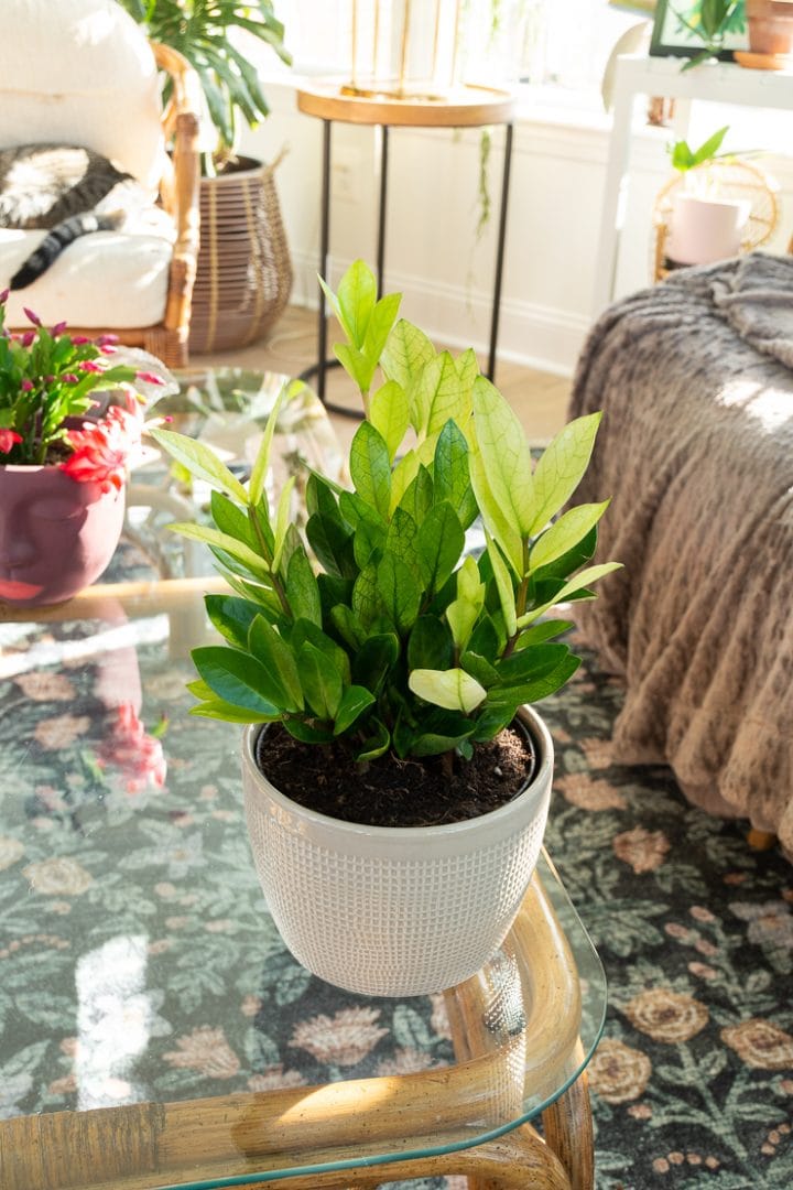 The color-changing ZZ chameleon plant & how to care for it!