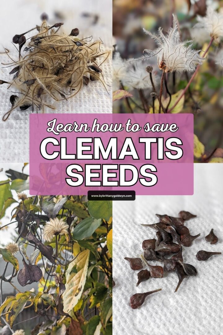 Here's how to collect clematis seeds to save for next year!