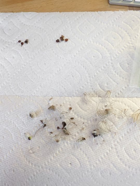 Here's how to collect clematis seeds to save for next year!