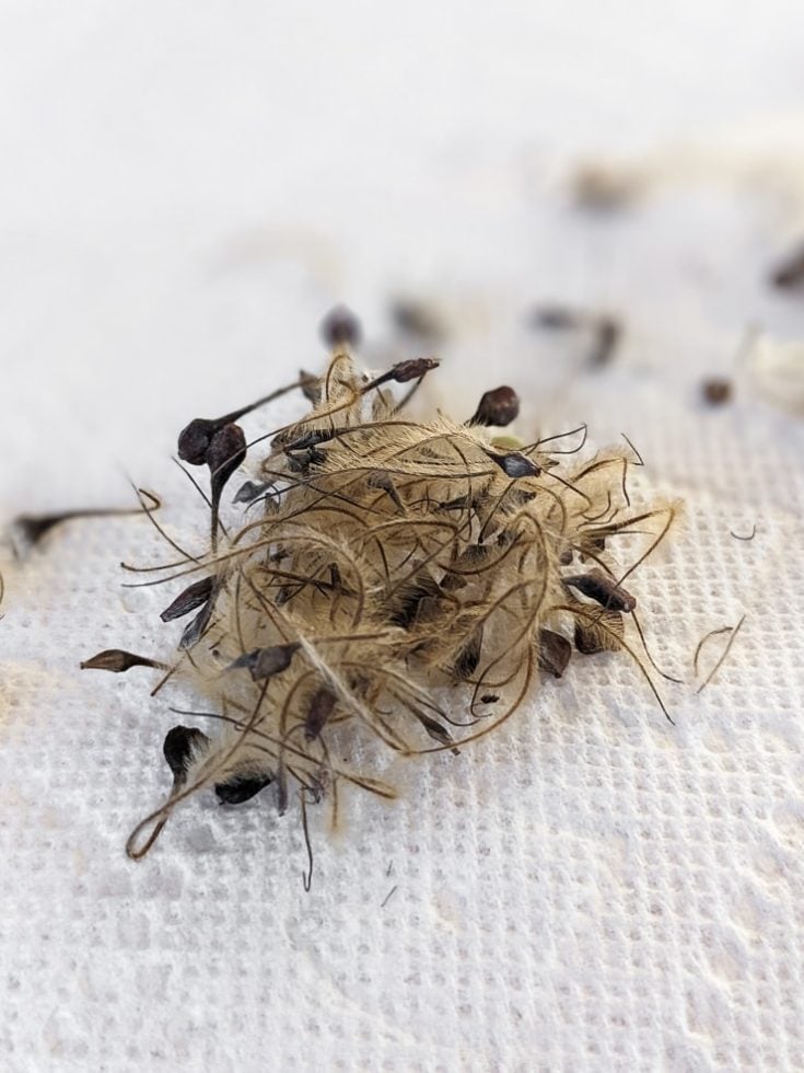Here's how to collect clematis seeds to save for next year!