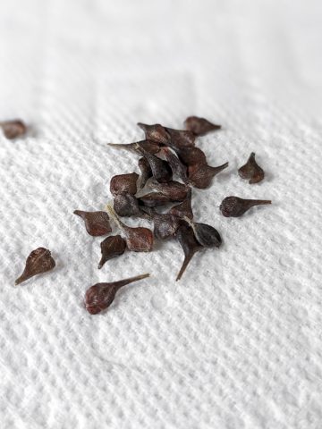 Here's how to collect clematis seeds to save for next year!