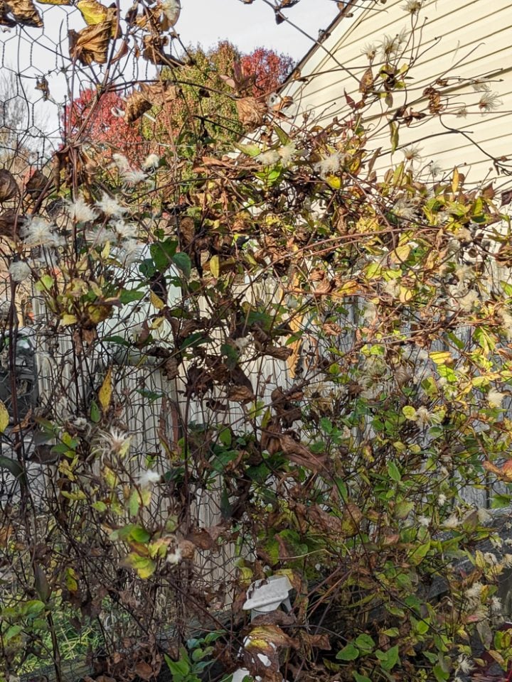 Here's how to collect clematis seeds to save for next year!