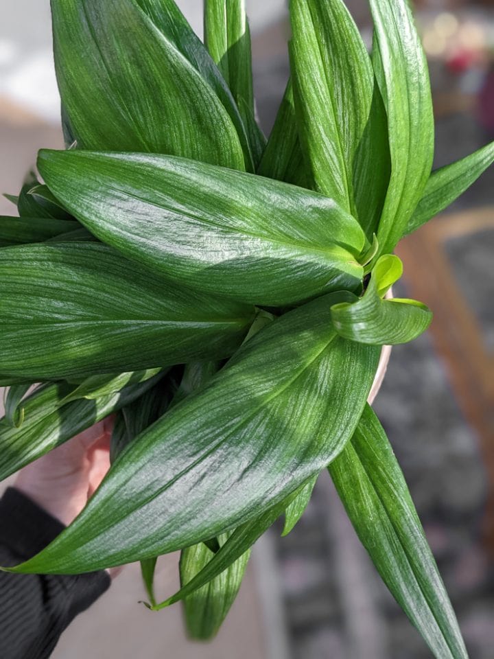 How do you care for Epipremnum Amplissimum? Here's my guide!