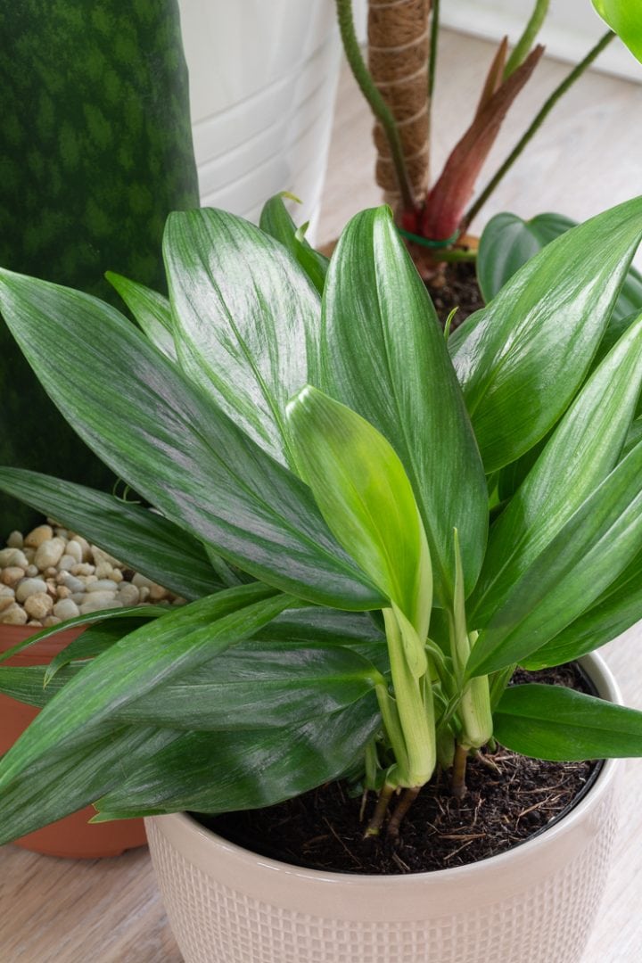 How do you care for Epipremnum Amplissimum? Here's my guide!