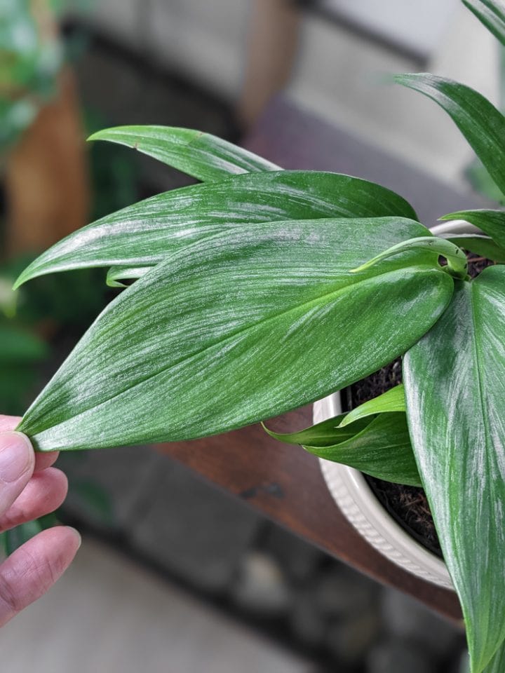 How do you care for Epipremnum Amplissimum? Here's my guide!