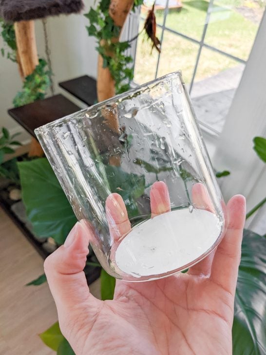 Learn how to grow paperwhites indoors in both water and soil