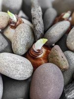 Learn how to grow paperwhites indoors in both water and soil