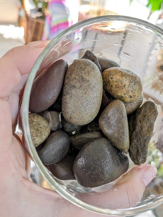 Learn how to grow paperwhites indoors in both water and soil