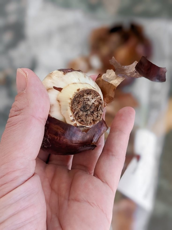 Learn how to grow paperwhites indoors in both water and soil