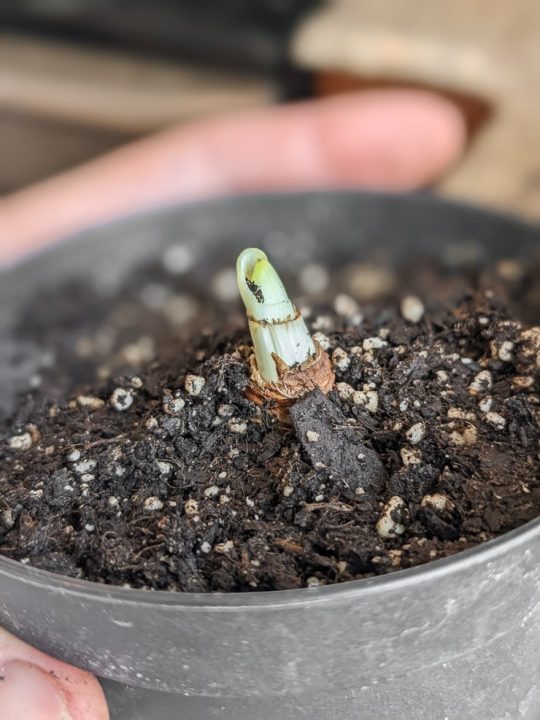 Learn how to grow paperwhites indoors in both water and soil