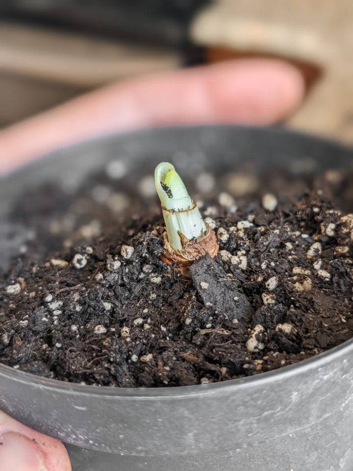 Learn how to grow paperwhites indoors in both water and soil