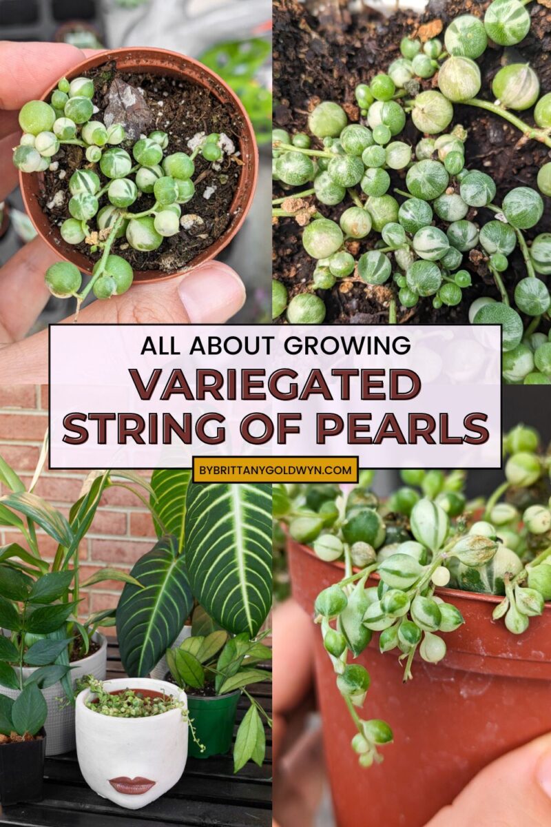 Check out my variegated string of pearls care guide here!