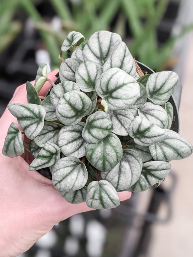 Peperomia frost & how to care for this stunning silver beauty!