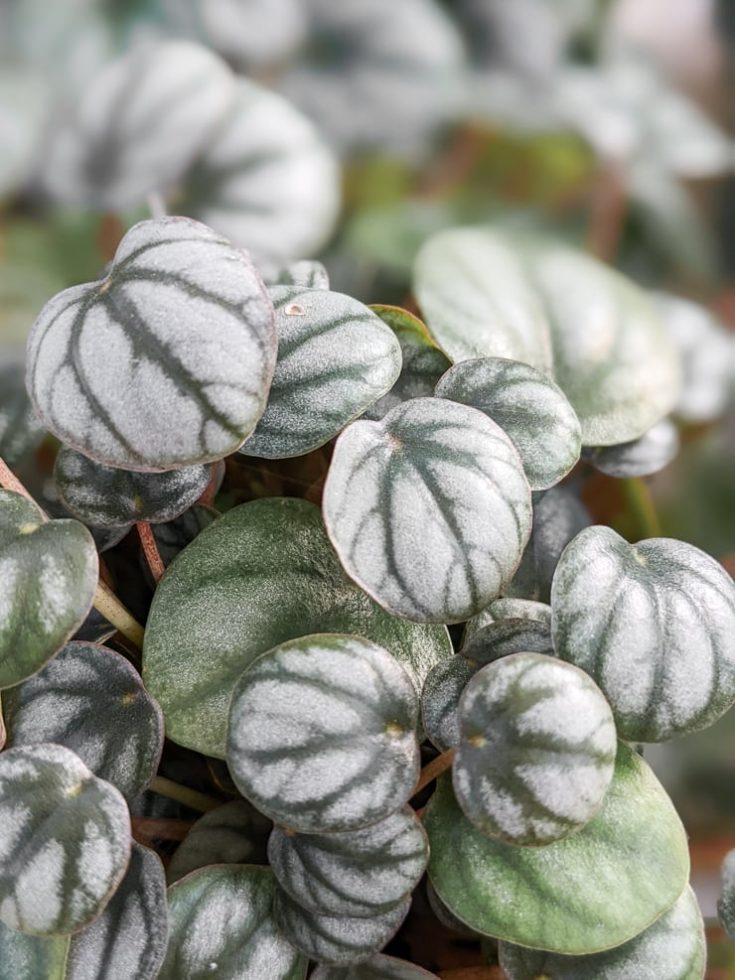 Peperomia frost & how to care for this stunning silver beauty!