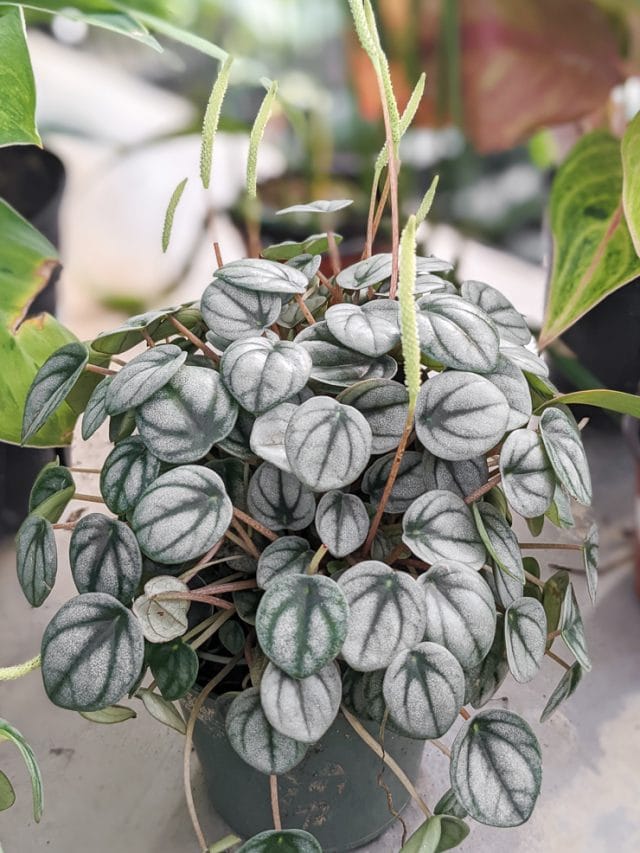 Peperomia frost & how to care for this stunning silver beauty!
