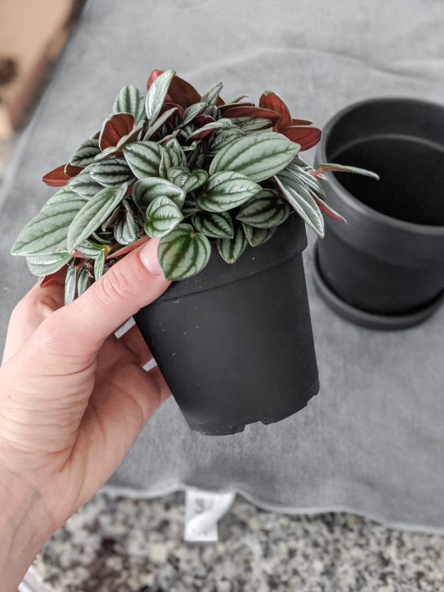 Here's how to care for the lovely peperomia rosso plant!