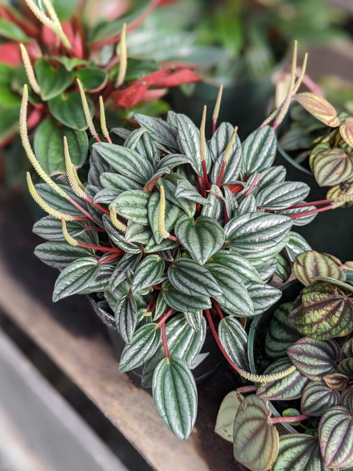 Here's how to care for the lovely peperomia rosso plant!