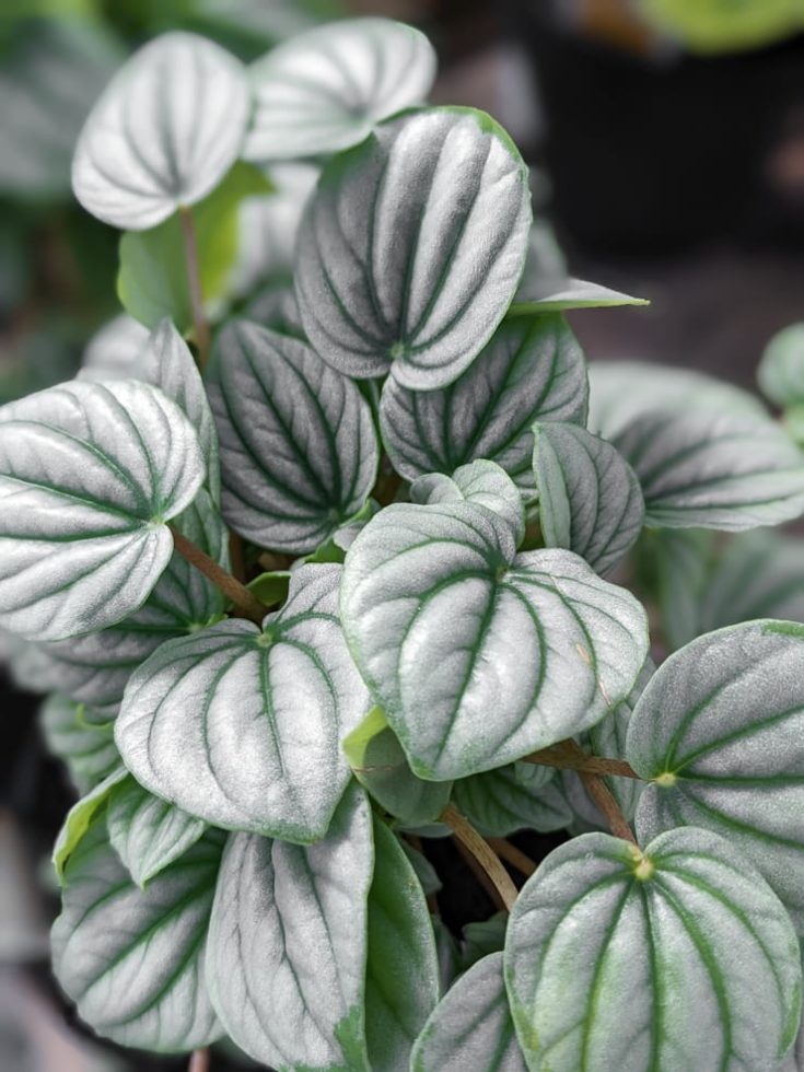 Peperomia frost & how to care for this stunning silver beauty!