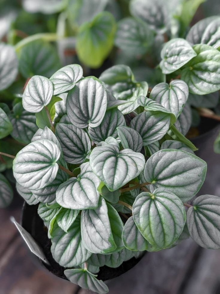 Peperomia frost & how to care for this stunning silver beauty!