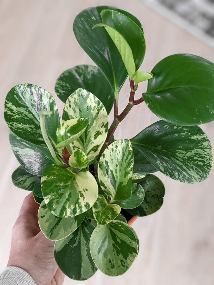 All about the Peperomia Obtusifolia, aka the baby rubber plant!