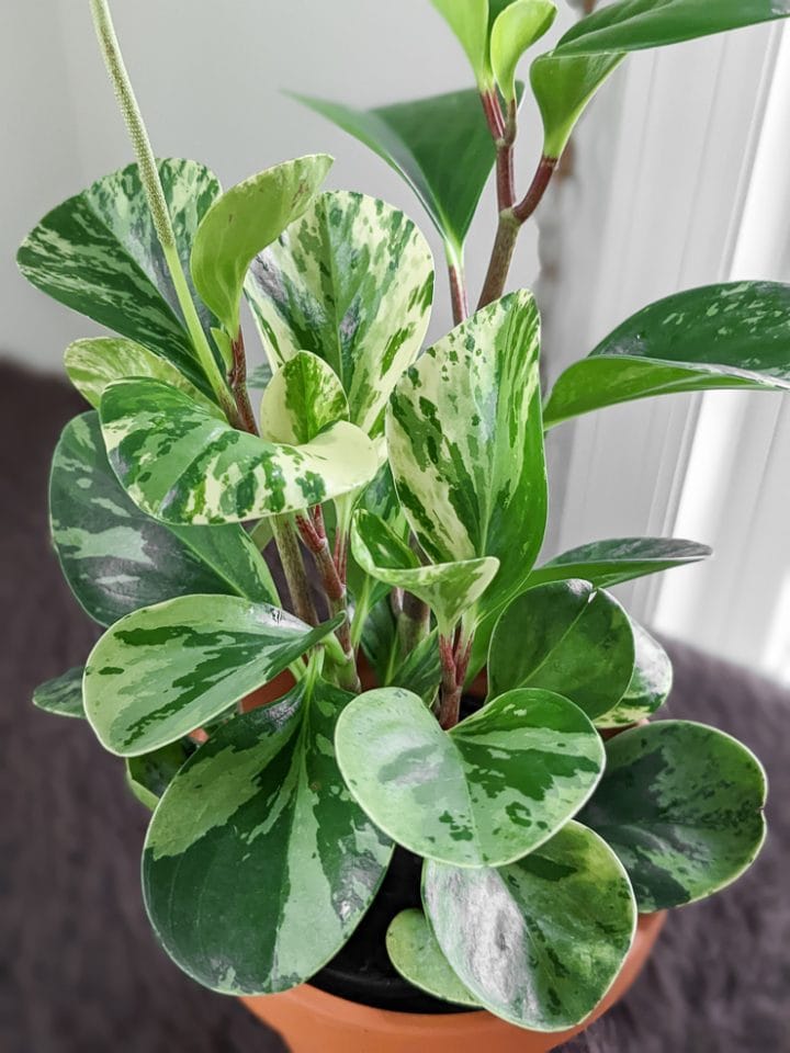 All about the Peperomia Obtusifolia, aka the baby rubber plant!