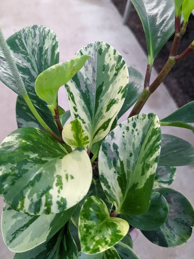 All about the Peperomia Obtusifolia, aka the baby rubber plant!