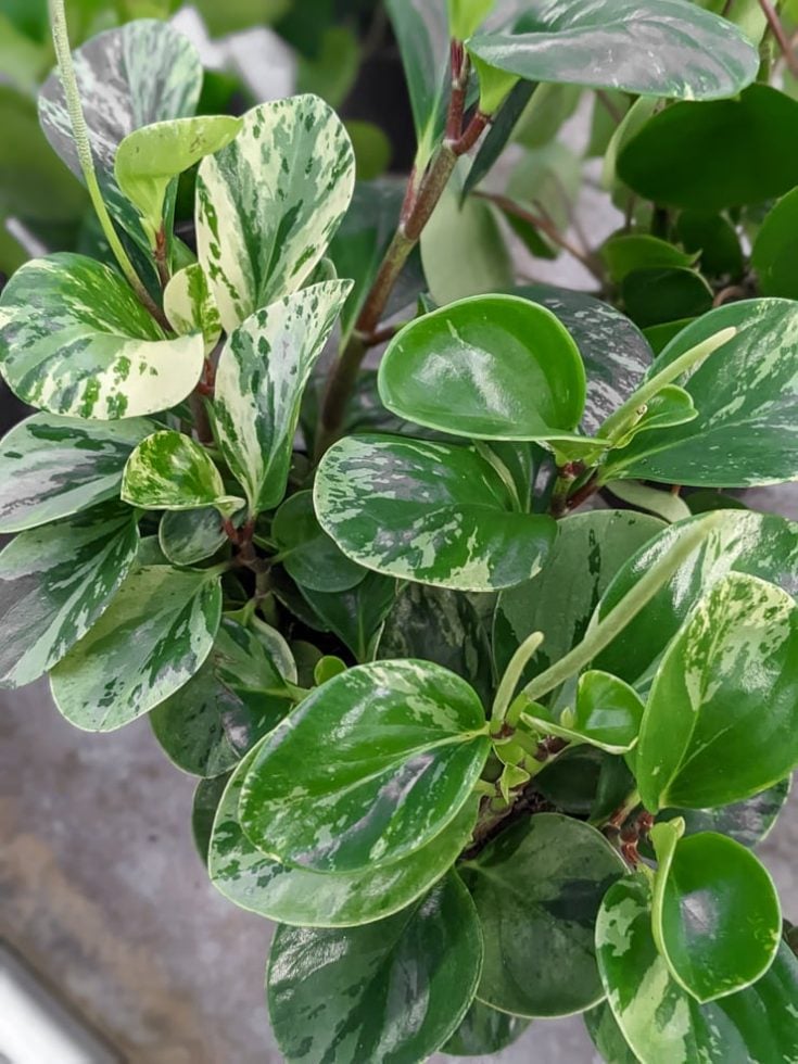 All about the Peperomia Obtusifolia, aka the baby rubber plant!