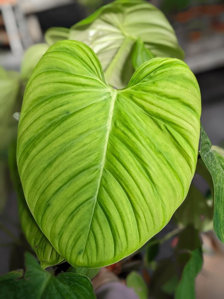 How do you take care of a Fuzzy Petiole Philodendron? I'll tell you!