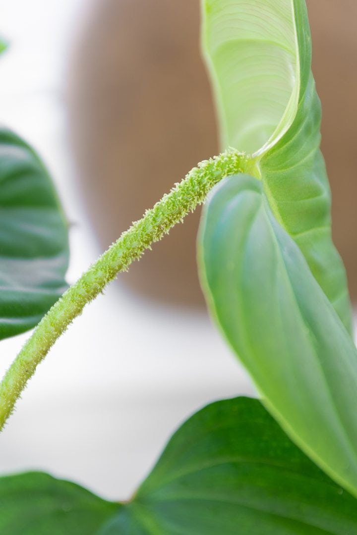 How do you take care of a Fuzzy Petiole Philodendron? I'll tell you!