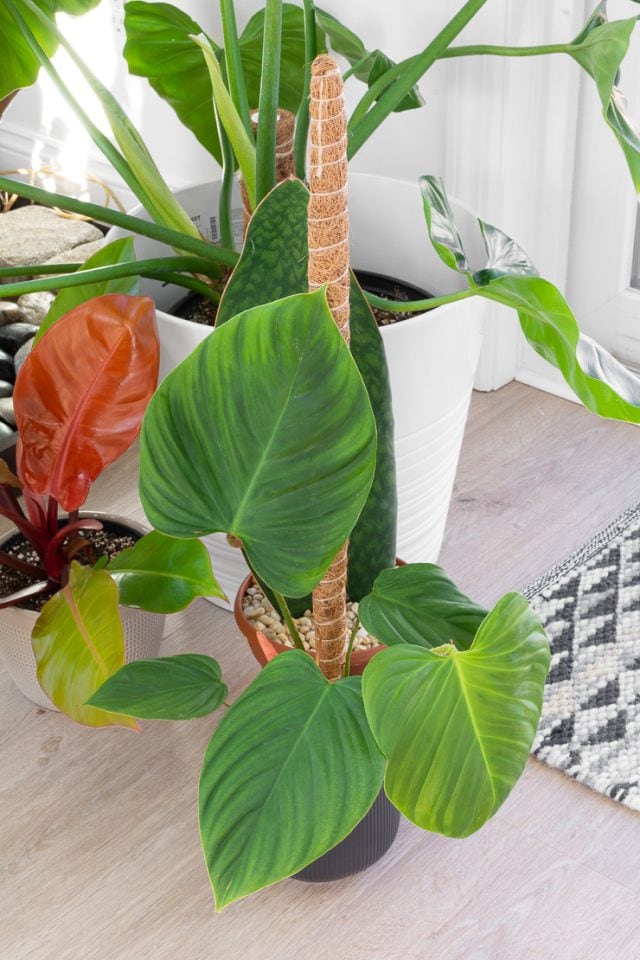 How do you take care of a Fuzzy Petiole Philodendron? I'll tell you!