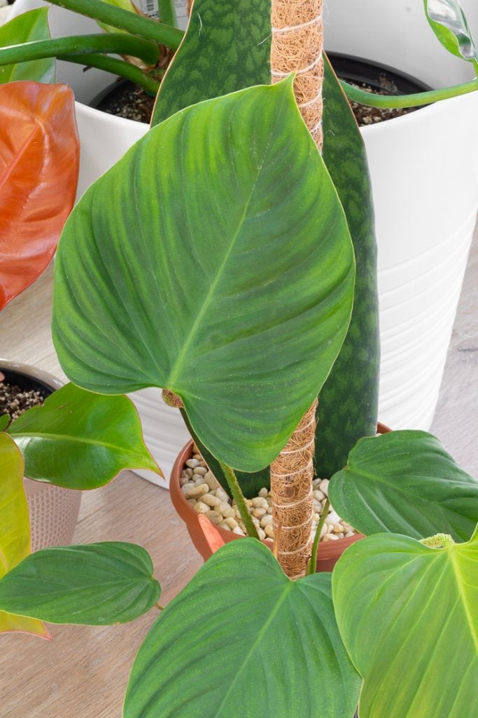 How do you take care of a Fuzzy Petiole Philodendron? I'll tell you!