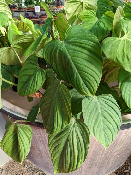 How do you take care of a Fuzzy Petiole Philodendron? I'll tell you!