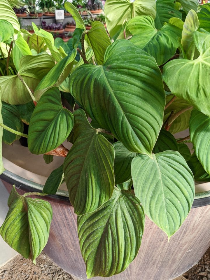 How do you take care of a Fuzzy Petiole Philodendron? I'll tell you!