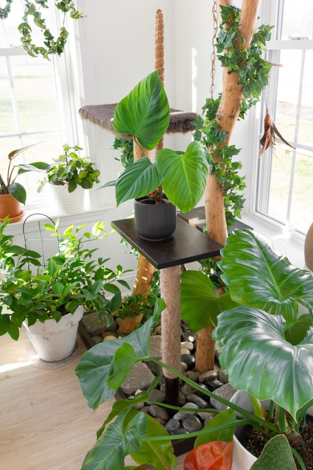 How do you take care of a Fuzzy Petiole Philodendron? I'll tell you!