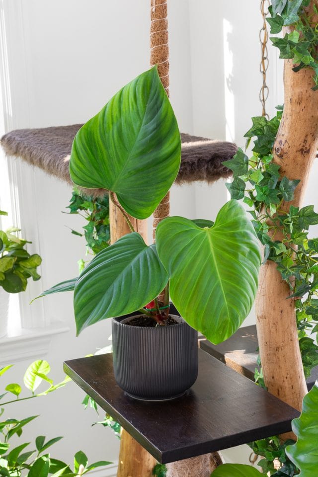 How do you take care of a Fuzzy Petiole Philodendron? I'll tell you!