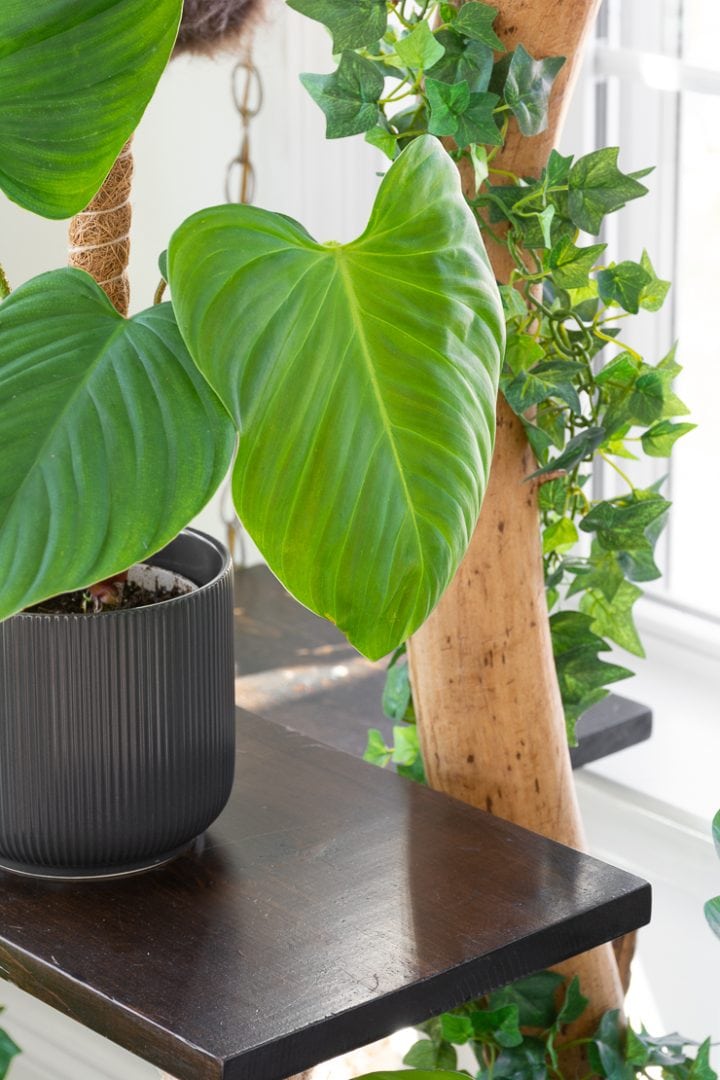 How do you take care of a Fuzzy Petiole Philodendron? I'll tell you!